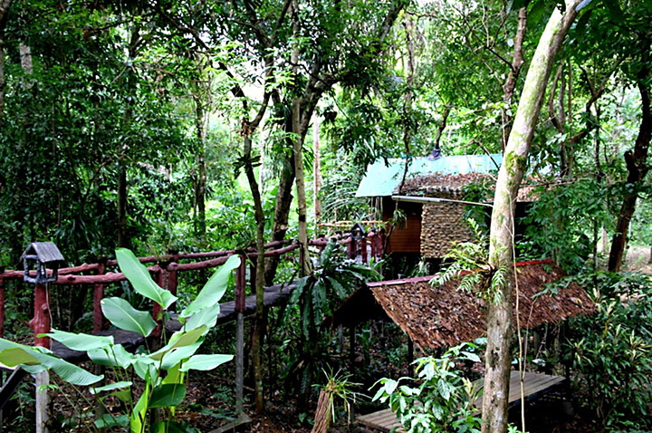 Khao Sok Tree House | Rooms Accommodation