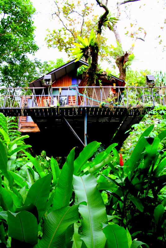Khao Sok Tree House | Rooms Accommodation